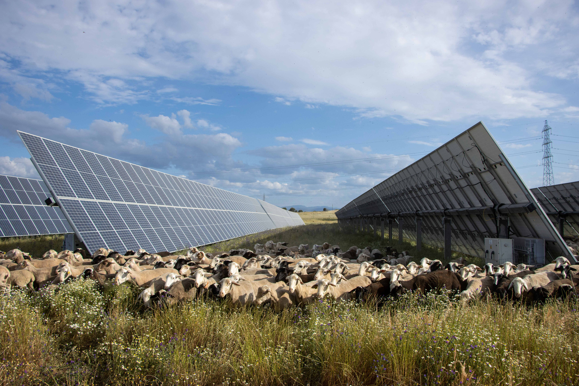 AgriPV: Combining solar energy with agriculture